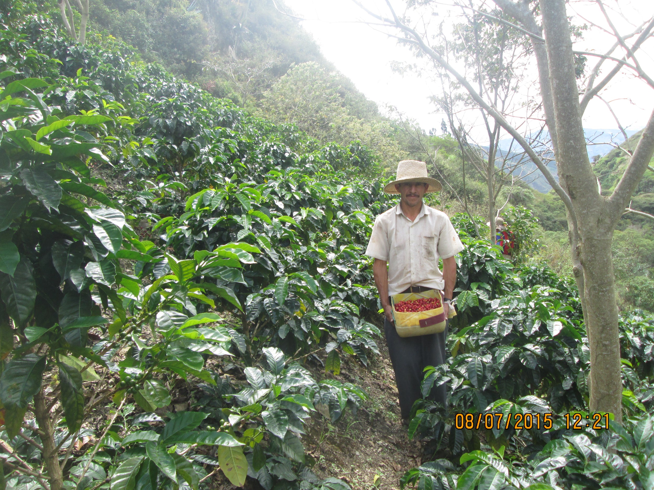 Peru - Rutas del Inca – FreeForm Coffee Roasters